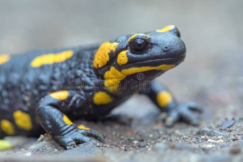 191 Eft Salamander Stock Photos - Free & Royalty-Free Stock Photos from ...