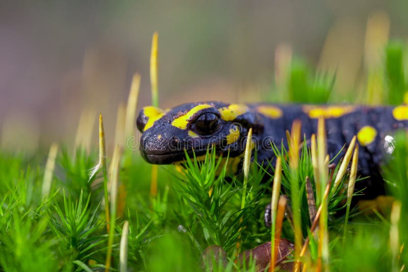 Fire Salamanders Stock Photos - Free & Royalty-Free Stock Photos from Dreamstime