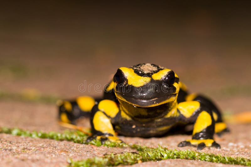 Fire salamander portrait stock image. Image of fauna - 26599253