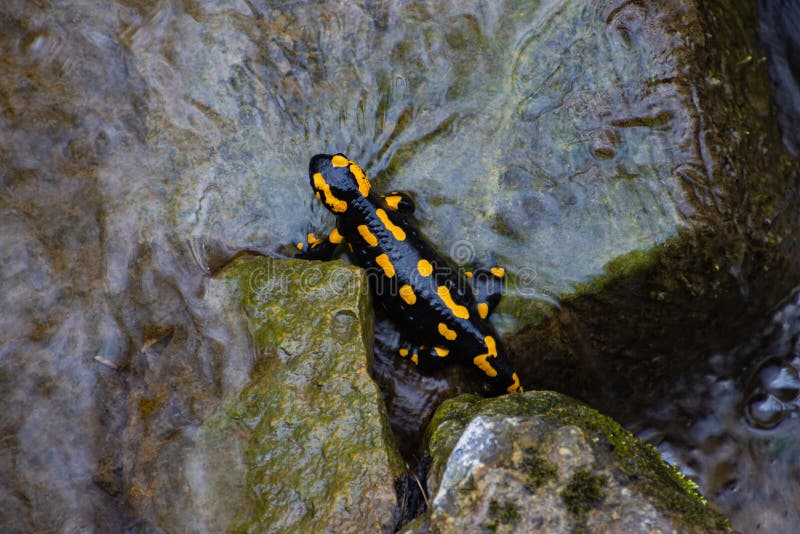 Fire Salamander on a Rock in a Stream of Water Stock Photo - Image of ...