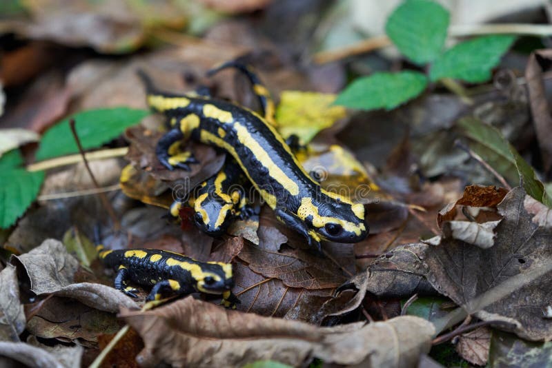 Fire Salamanders Stock Photos - Free & Royalty-Free Stock Photos from Dreamstime