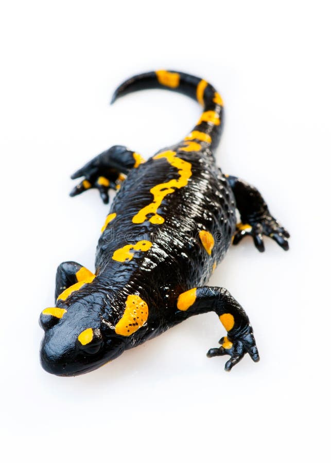 Fire Salamander (Salamandra Salamandra) on White Stock Photo - Image of ...