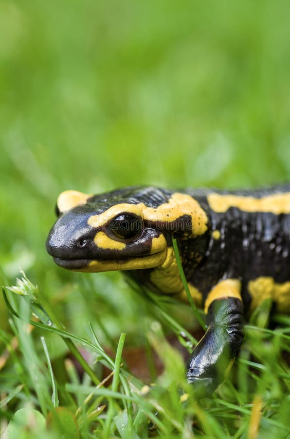 Fire salamander stock photo. Image of lizard, meadow - 40663450