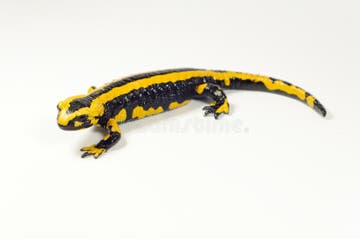 Fire Salamander, Salamandra Stock Photo - Image of forest, color: 37572094