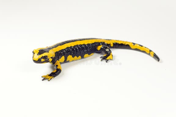 Fire Salamander, Salamandra Stock Photo - Image of species, fauna: 37572112