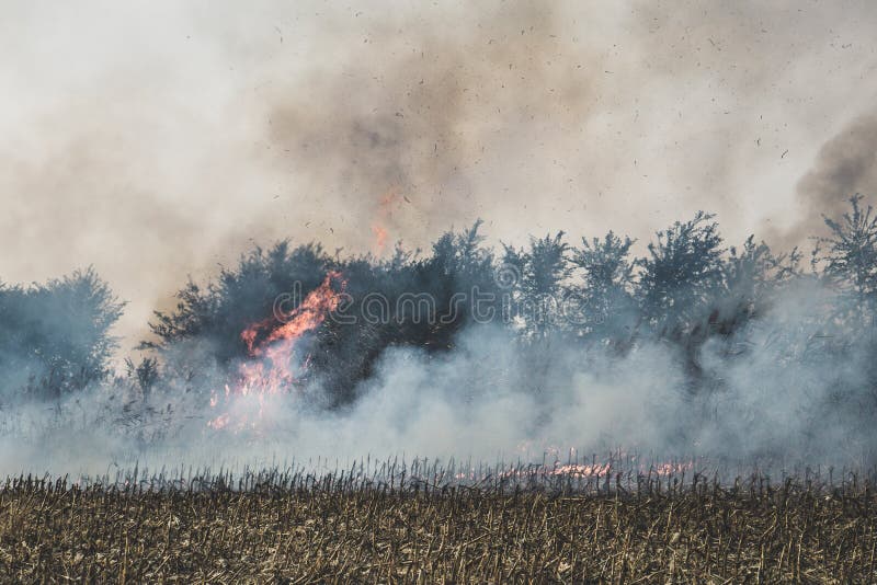 Fire Set on Corn Field.Burning Corn Field after the Harvest Stock Photo ...