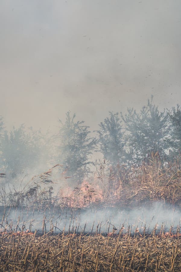Fire Set on Corn Field.Burning Corn Field after the Harvest Stock Image ...