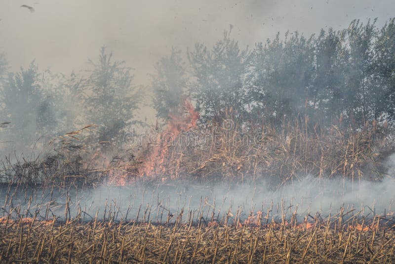 Fire Set on Corn Field.Burning Corn Field after the Harvest Stock Photo ...