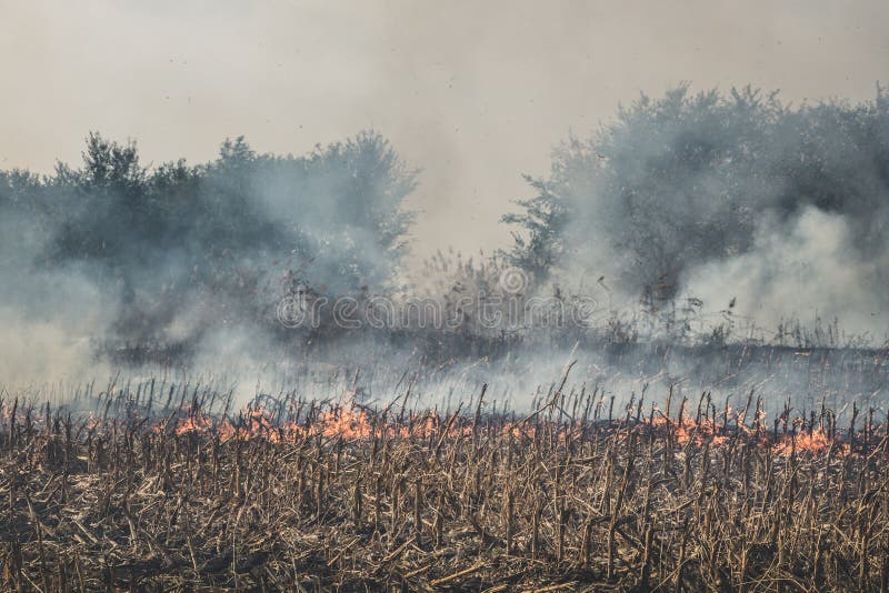Fire Set on Corn Field.Burning Corn Field after the Harvest Stock Image ...