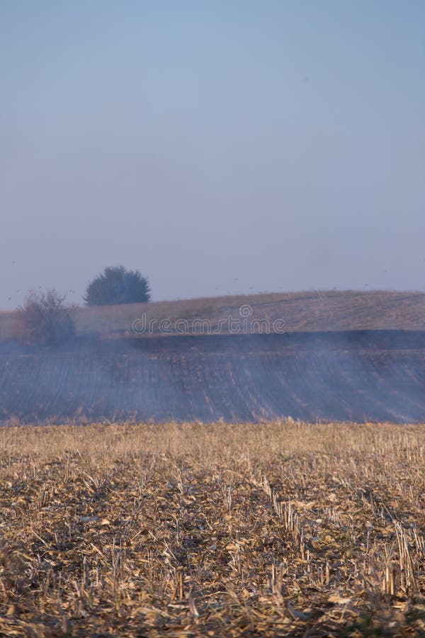 Fire Set on Corn Field.Burning Corn Field after the Harvest Stock Image ...