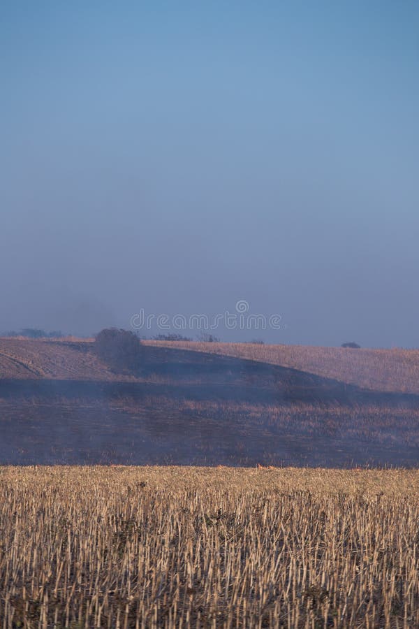 Fire Set on Corn Field.Burning Corn Field after the Harvest Stock Image ...