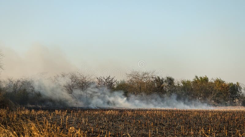 Cornfield Set on Fire after Harvest with Multiple Sticks Left Burned ...