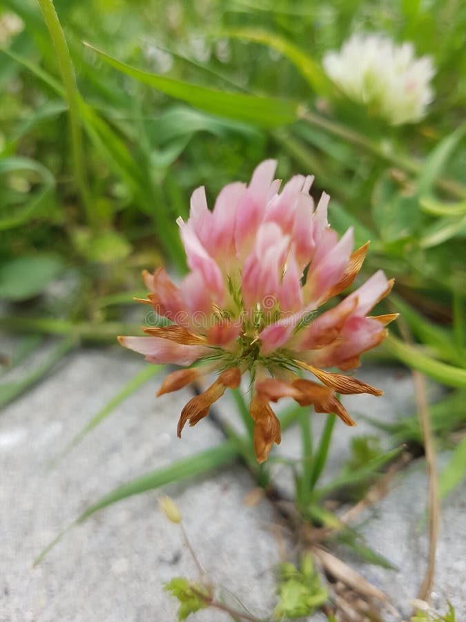 Fire-shaped Wild Plants Growing Stock Image - Image of flower, blossom ...