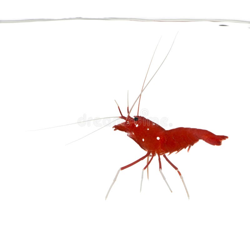 Fire Shrimp - Lysmata Debelius Stock Image - Image of blood, view: 10349635