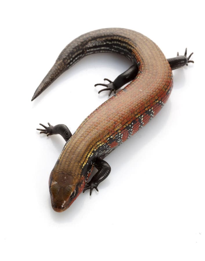 Fire Skink stock photo. Image of endangered, wild, lizard - 7959816