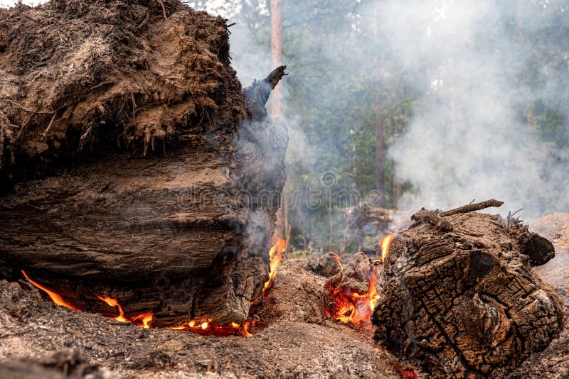 Fire and Smoke on the Coals of a Burnt Tree. Forest Fire Stock Photo ...