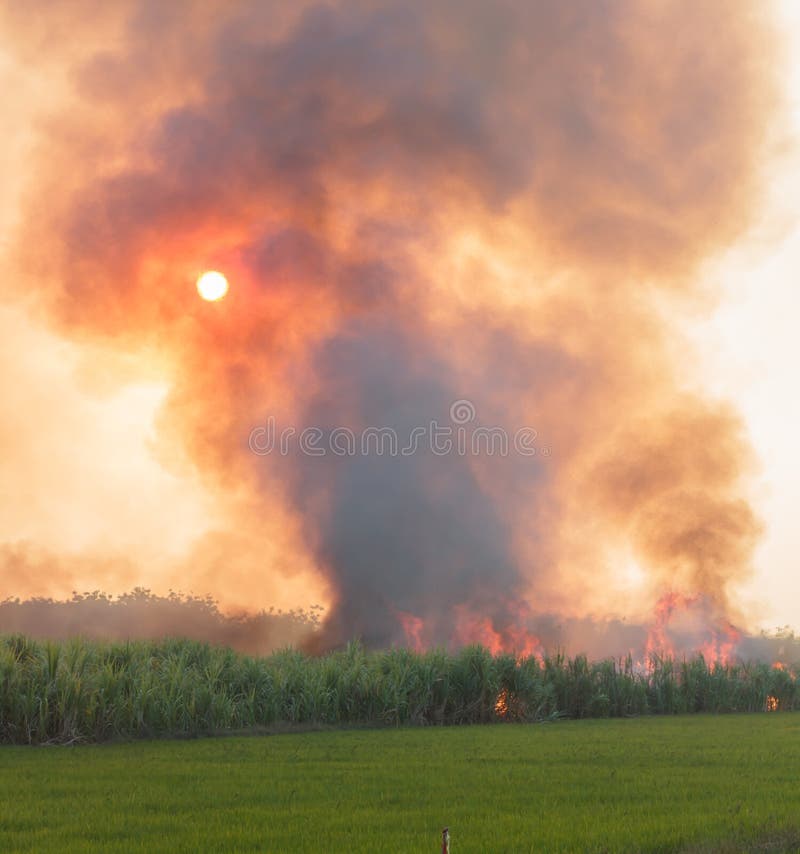 Fire on paddy grass stock image. Image of fire, risk - 62846673