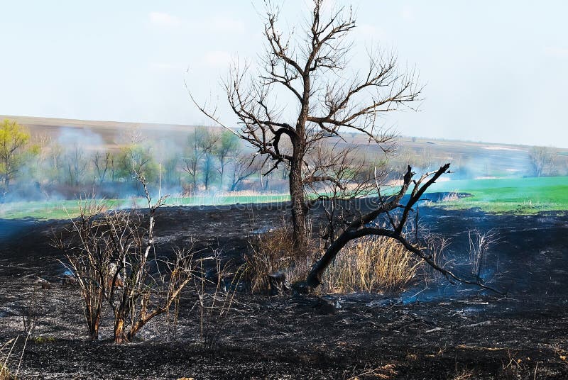 746 Smoldering Tree Stock Photos - Free & Royalty-Free Stock Photos ...