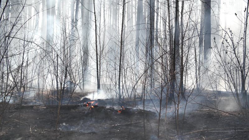 Smouldering of Wood in Time Fire in Forest Stock Video - Video of grass ...