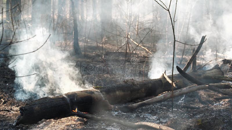 Smouldering of Wood in Time Fire in Forest Stock Footage - Video of ...