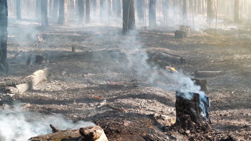 Smouldering of Wood in Time Fire in Forest Stock Footage - Video of ...