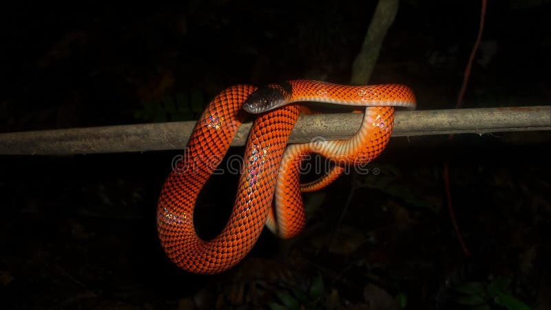 Fire snake stock image. Image of organism, font, reptile - 247241231