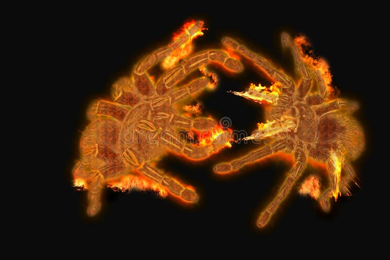 Spider surrounded by fire stock illustration. Illustration of concept ...