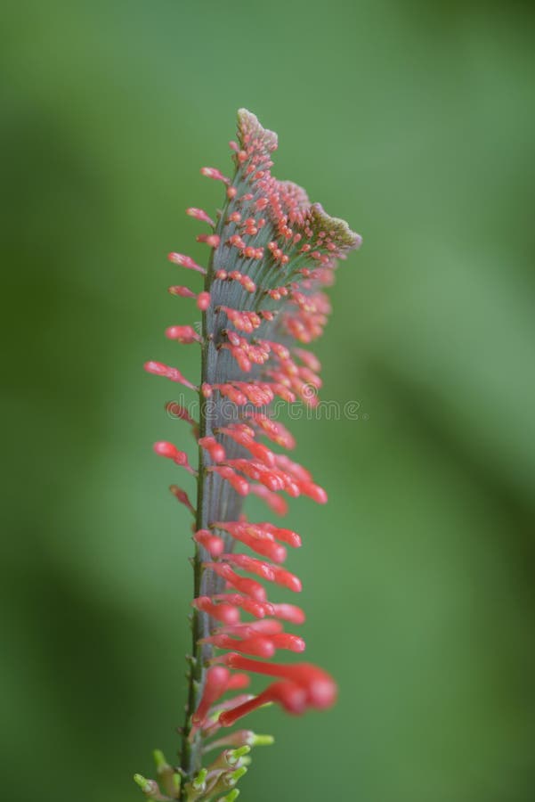 Â Fire Spike flower stock photo. Image of green, copy - 62248856