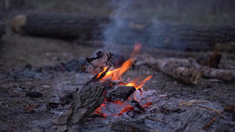 Fire. Spring Fire in the Forest. in the Evening, by the Fire in a ...
