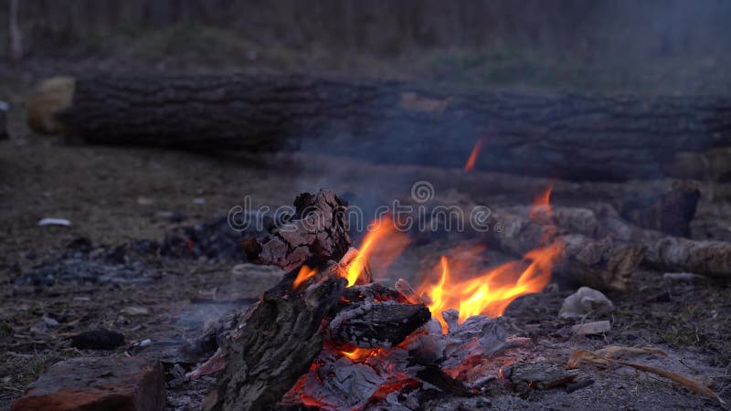 Fire. Spring Fire in the Forest. in the Evening, by the Fire in a ...