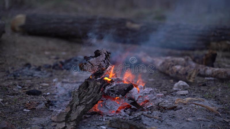 Fire. Spring Fire in the Forest. in the Evening, by the Fire in a ...