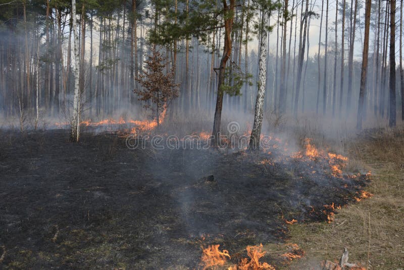 Fire in Spring Pine Forest. Stock Photo - Image of pine, damage: 45859130