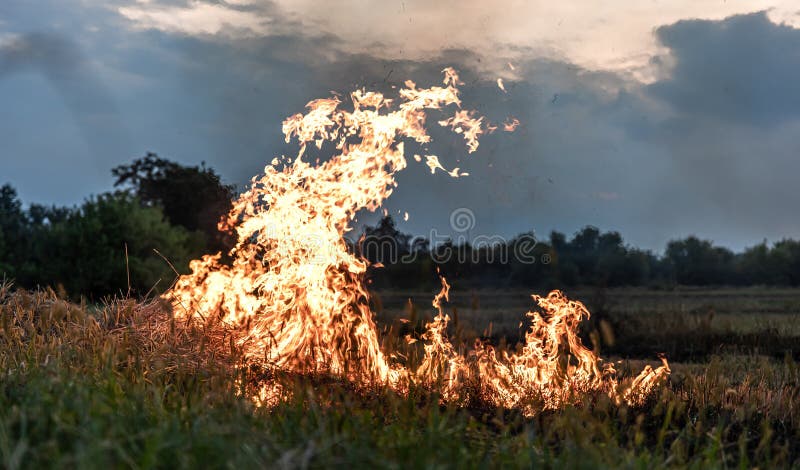 A Fire Burns in a Field with Dry Grass Stock Image - Image of grass ...