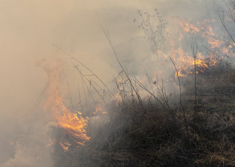 Fire in the Steppe, the Grass is Burning Destroying Everything in Its ...