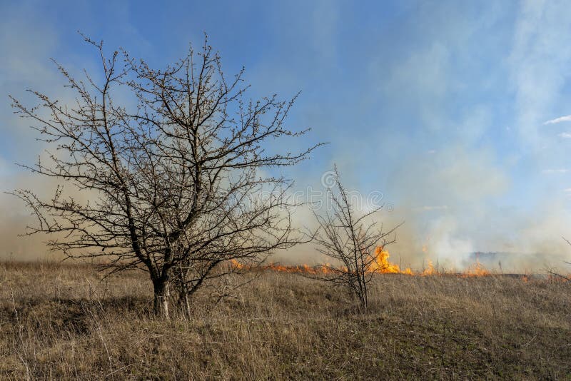 Fire in the Steppe, the Grass is Burning Destroying Everything in Its ...