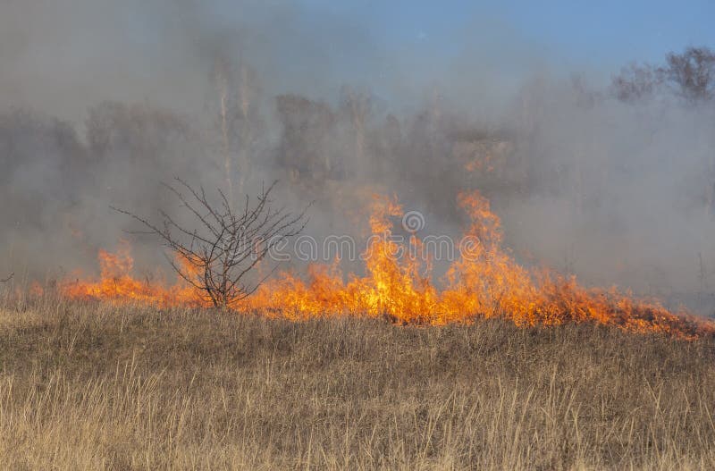 Fire in the Steppe, the Grass is Burning Destroying Everything in Its ...