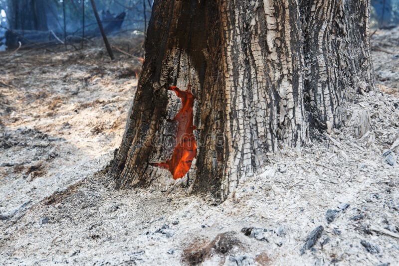 Fire Still Burns Inside Tree after Wildfire Stock Image - Image of ...