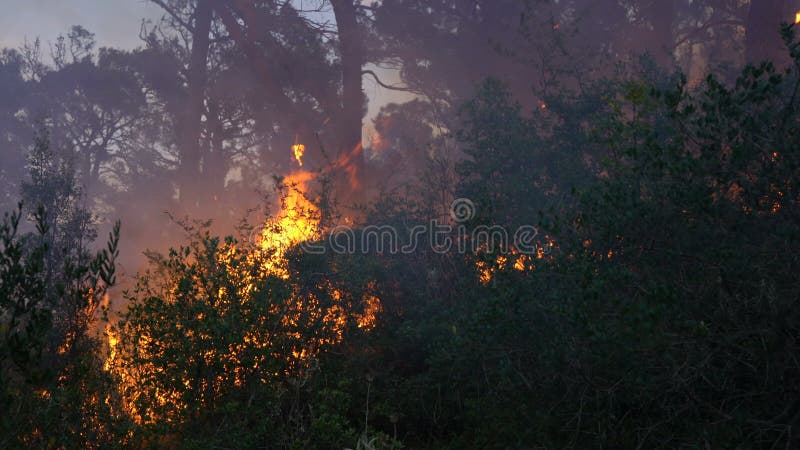 Fire Storm in the Forest Hell on Earth; Horrific Fire Destroys ...