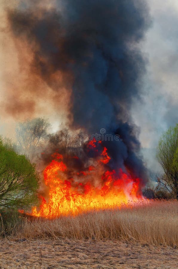 Fire, Strong Smoke. Burning Reed in the Swamp Stock Photo - Image of ...