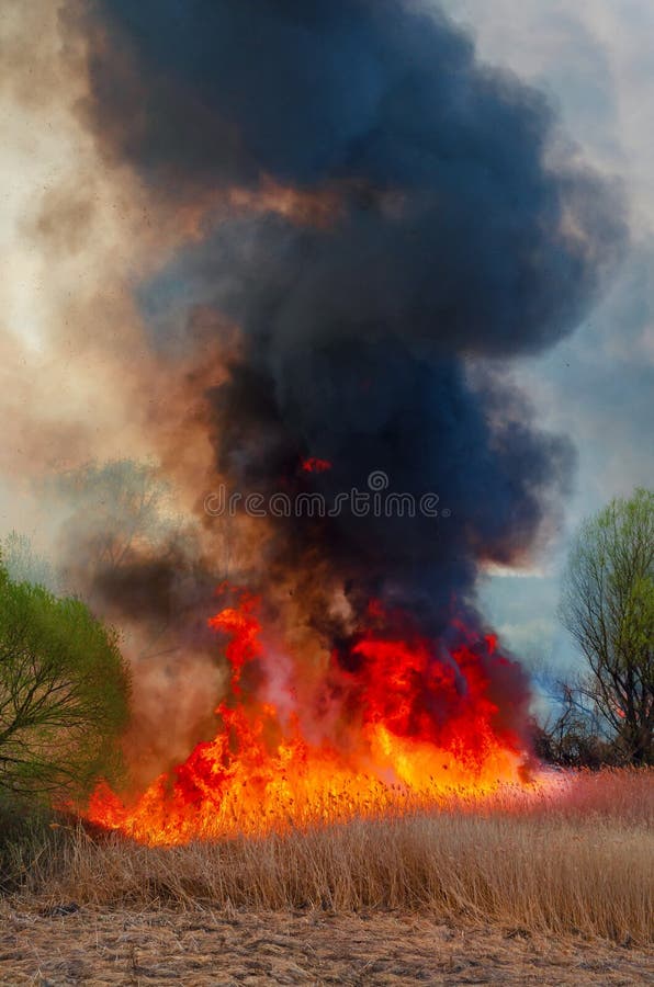 Fire, Strong Smoke. Burning Reed in the Swamp Stock Image - Image of ...