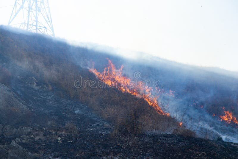 Fire in a summer field stock photo. Image of smoke, environment - 197061392