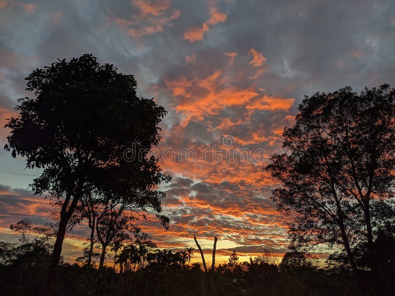 The fire sun rising stock image. Image of sunset, plant - 251102907