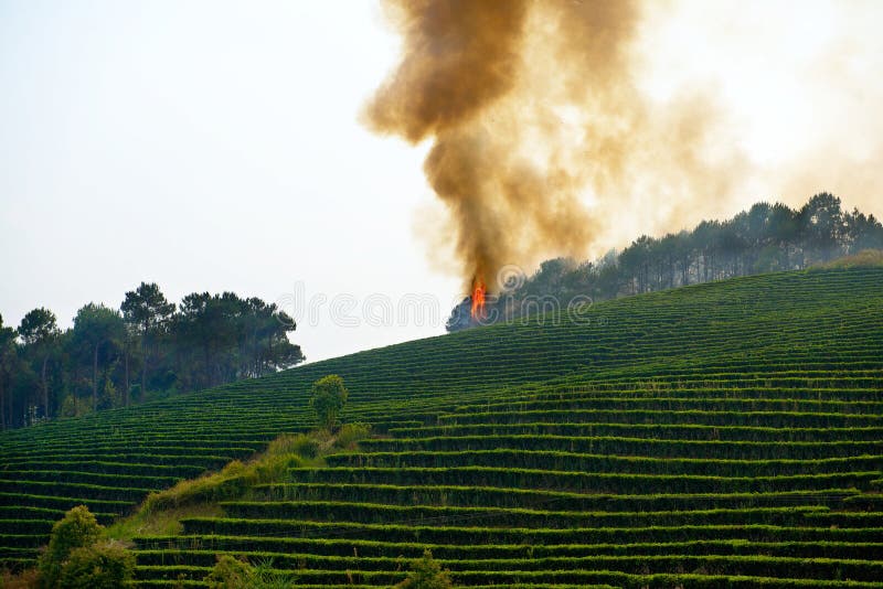 Fire on a tea plantation stock image. Image of natural - 40105523
