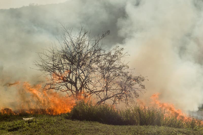 Fire in a Thicket with a Tree in the Middle Stock Image - Image of ...