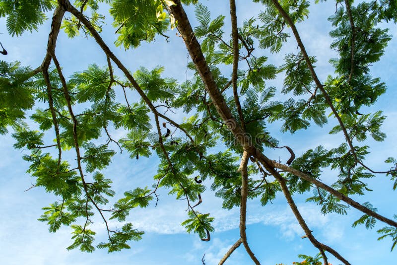 Fire tree stock image. Image of bark, green, seasons - 11305099