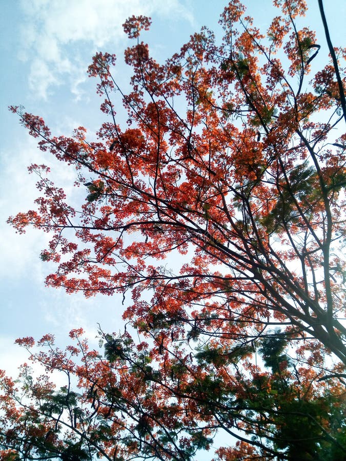 Fire tree stock image. Image of summer, beautiful, last - 123697937