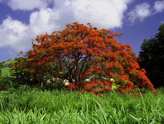 Blomming Flamboyant Fire Tree Stock Photos - Free & Royalty-Free Stock ...