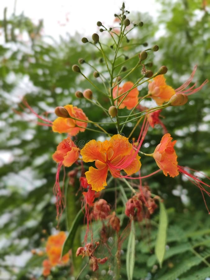 Fire Tree Orange Colour Flower Stock Image - Image of herb, autumn ...