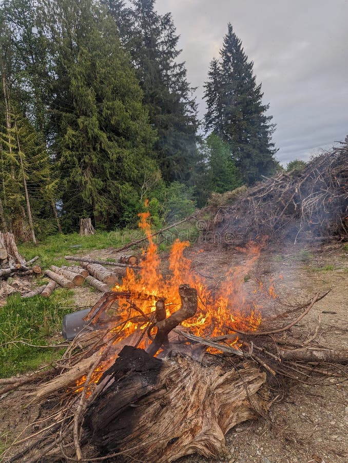 Fire Trees Brush Pile Background Stock Photos - Free & Royalty-Free ...