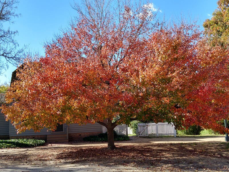 Fire in the trees stock photo. Image of orange, color - 167093444